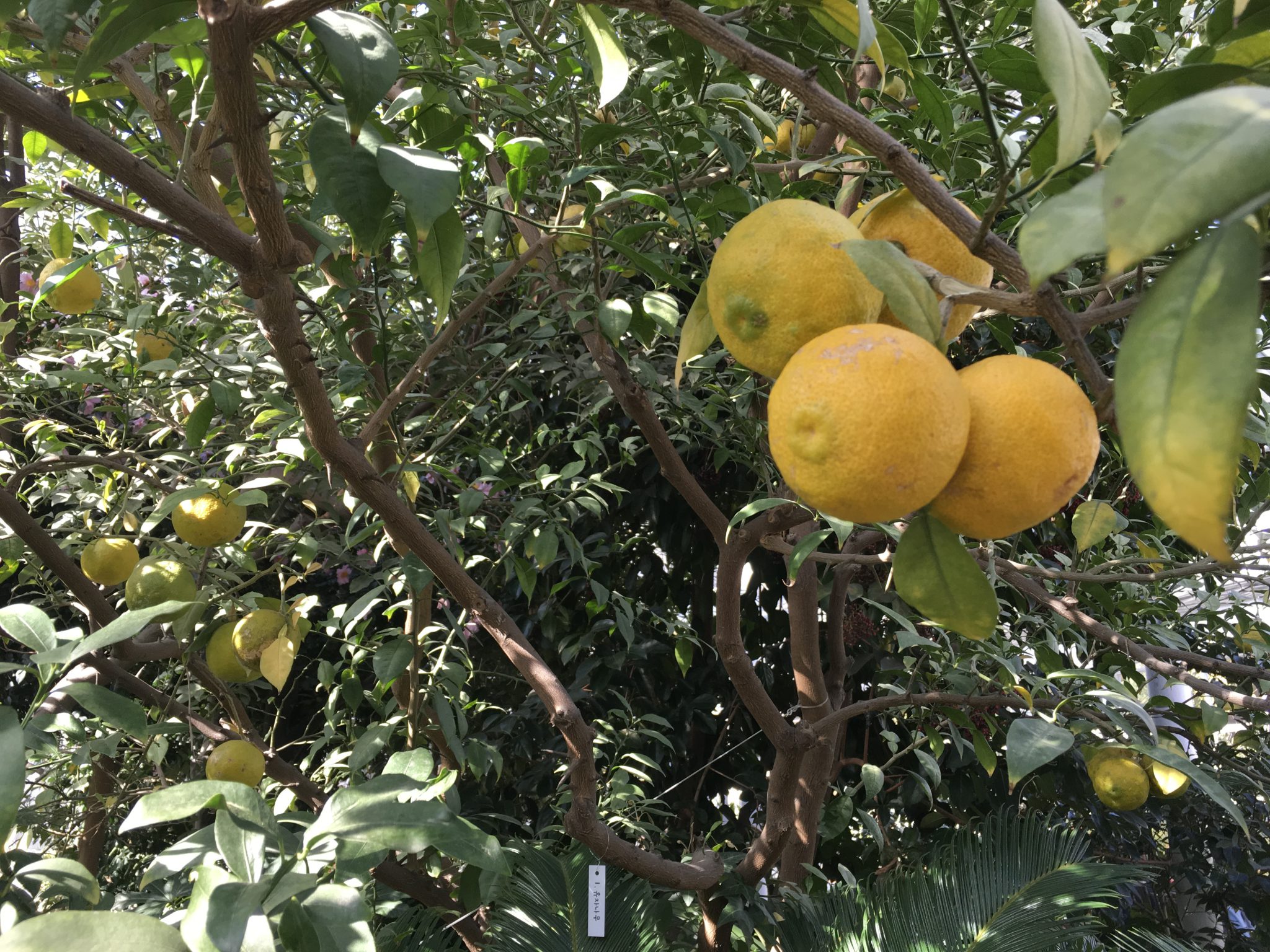 Autumn in Seoul: Seeing the Light – Gochugaru Girl